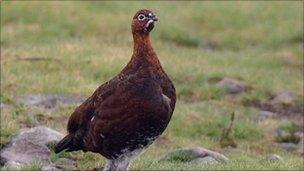 Rare red grouse 'saved from extinction' in Glenwherry - BBC News