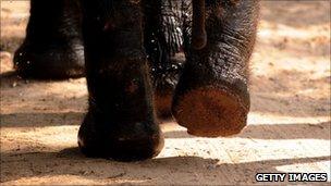 University archaeologists to dig for Tregaron elephant - BBC News