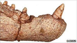 Fossil from 275 million years ago shows oldest abscess - BBC News