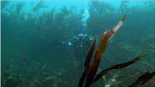 Torrey Canyon seabed returns to normal after oil spill - BBC News