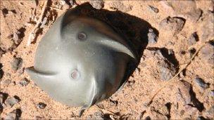 Killed in Western Sahara by a bomb shaped like a ball - BBC News