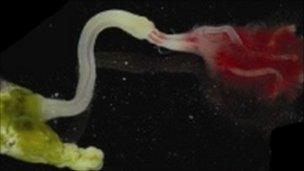 Leeds student and the deep-sea 'zombie worms' - BBC News