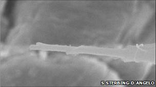 Bats' hairs are 'airspeed sensor' - BBC News