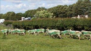 North Yorkshire farmer sprays sheep with adverts - BBC News
