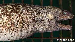 Rare European Moray eel discovered in Guernsey harbour - BBC News