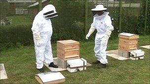 Bees delivered to Lincoln Prison's community farm - BBC News