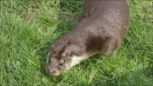 Cardiff University Otter Project roadkill study results - BBC News