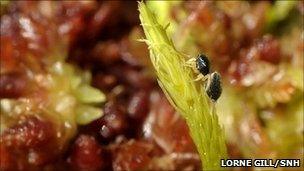 Rare bog spider found at Wester Moss reserve - BBC News