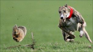 Permanent ban for hare coursing in Northern Ireland - BBC News