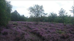 Crackdown on 4x4s driving over Bucklebury Common - BBC News