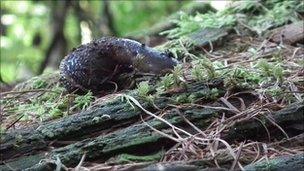 Slug discovery reveals valuable ancient Manx woodland - BBC News