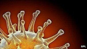 Q&A: Bird flu - BBC News