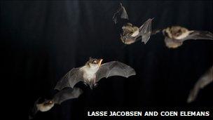 First superfast muscles in mammals help bats catch prey - BBC News
