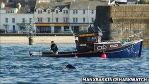 Basking shark sightings 'significantly down' for 2011 - BBC News