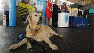 Charity Guide Dogs asks Welsh politicians to walk blind - BBC News