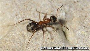 Surrey ecologists battle to save rare red-barbed ant - BBC News