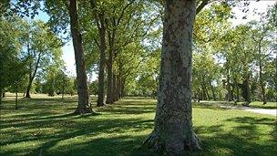 The disease killing Europe's plane trees - BBC News