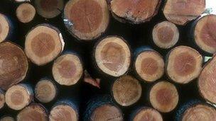 Borders-based BSW Timber to invest in Corpach mill - BBC News