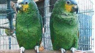 'Mindless vandals' shoot at Wicksteed Park birds - BBC News