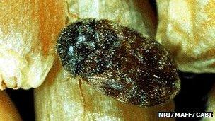 Plant pests: The biggest threats to food security? - BBC News