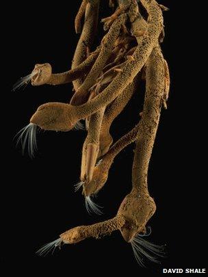 Deep-sea creatures at volcanic vent - BBC News