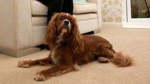 Hearing dogs are changing deaf children's lives - BBC News
