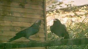 Tarquin the raven at Crowthorne sanctuary needs eye operation - BBC News