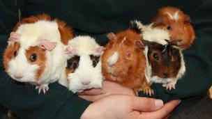 Guinea pig 'explosion' causes chaos for Cambridgeshire charity - BBC News