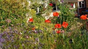 Cost of gardening falls in inflation data - BBC News