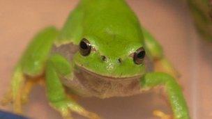 European tree frog found in organic food in Devon - BBC News