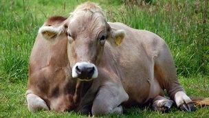 EU direct democracy: Cows, texts and stem cell research - BBC News