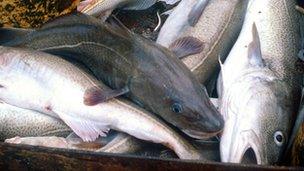 Cod stocks in North Sea 'increasing' says Ices report - BBC News
