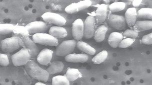 Studies refute arsenic bug claim - BBC News