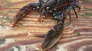 Two mutant lobsters caught off Cornish coast - BBC News