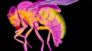 Fruit flies offer DNA clue to why women live longer - BBC News