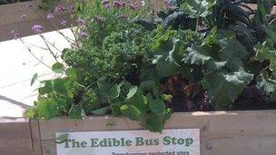 Bath bus stop wins makeover in gardening initiative - BBC News