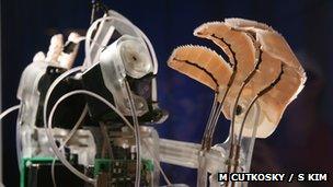 The real Spider-Man: Stickiness goes to the next level - BBC News