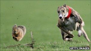 Wife feared Suffolk hare-coursers had killed husband - BBC News