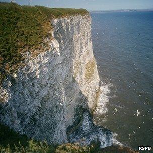 Bempton Cliffs nature reserve to get £750,000 facelift - BBC News