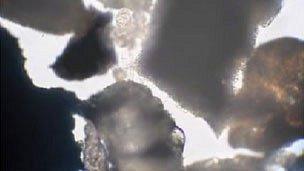 What are long term threats of plastic in our seas? - BBC News