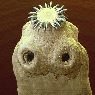 'Weakness mining' for tapeworm drugs - BBC News