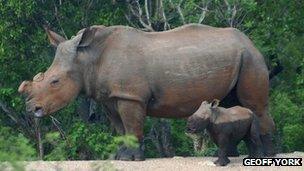 Rhino horn DNA database introduced - BBC News