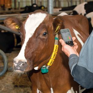RTLS: The technology tracking cows to make them happy - BBC News