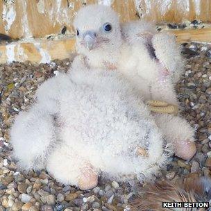 Hampshire police HQ hosts peregrine falcon hatchlings - BBC News