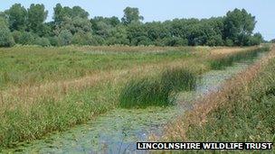 Lincolnshire Wildlife Trust claim nature success stories - BBC News