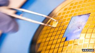 TEDGlobal: Future vaccines could be delivered via patch - BBC News