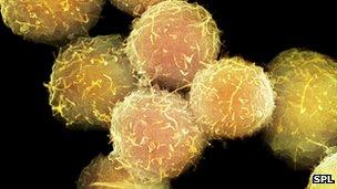 Stem cells: Living adult tissue transformed back into embryo state ...