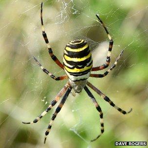 Wasp spider found on RSPB Lakenheath Fen nature reserve - BBC News