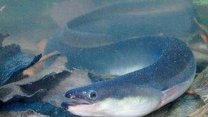 Young eels released into Blagdon Lake - BBC News