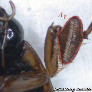 Diving beetle's sticky underwater mating secret - BBC News